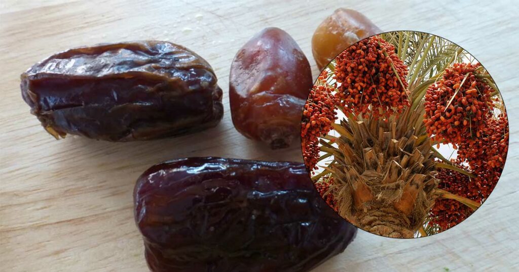 The Main Health Benefits of Date Palm Fruit (phoenix dactylifera) / Dabino