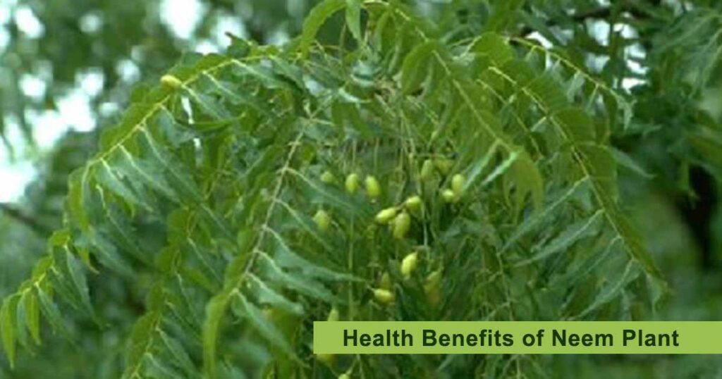Neem Plant: Important Medical Uses, and Applications