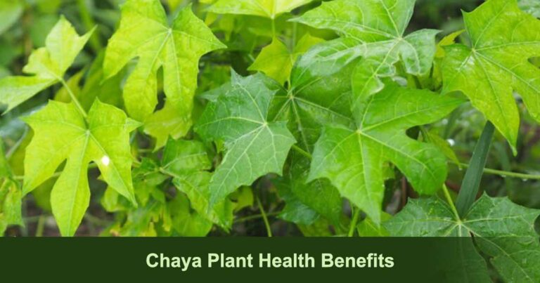 Wonderful Chaya Plant (Hospital Too Far) Health Benefits
