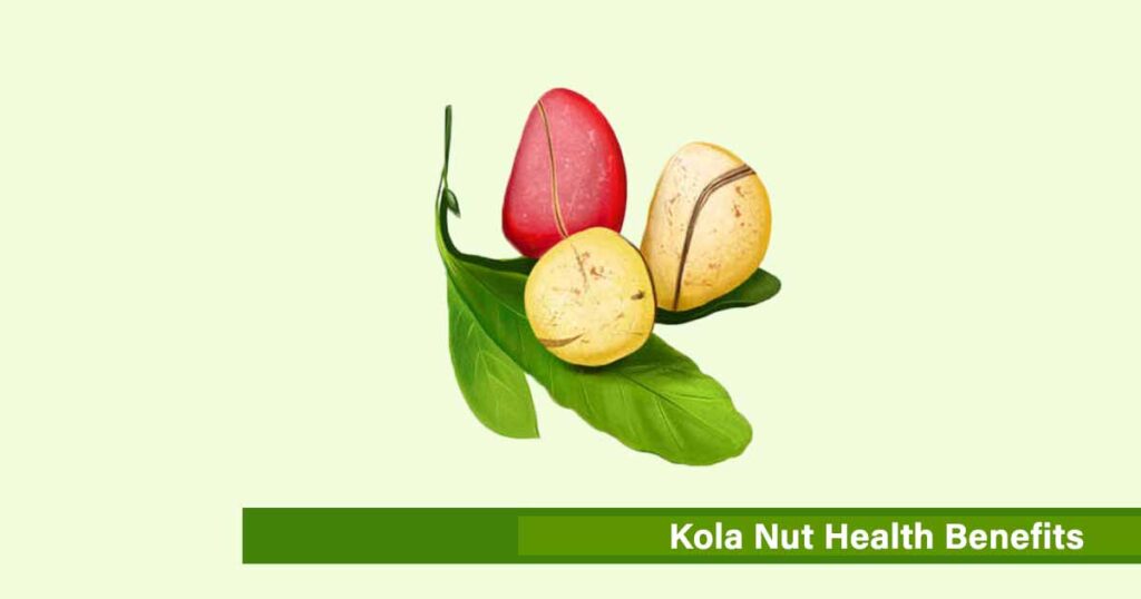 Kola Nut: Wonderful Health Benefits, Uses, and Side Effects