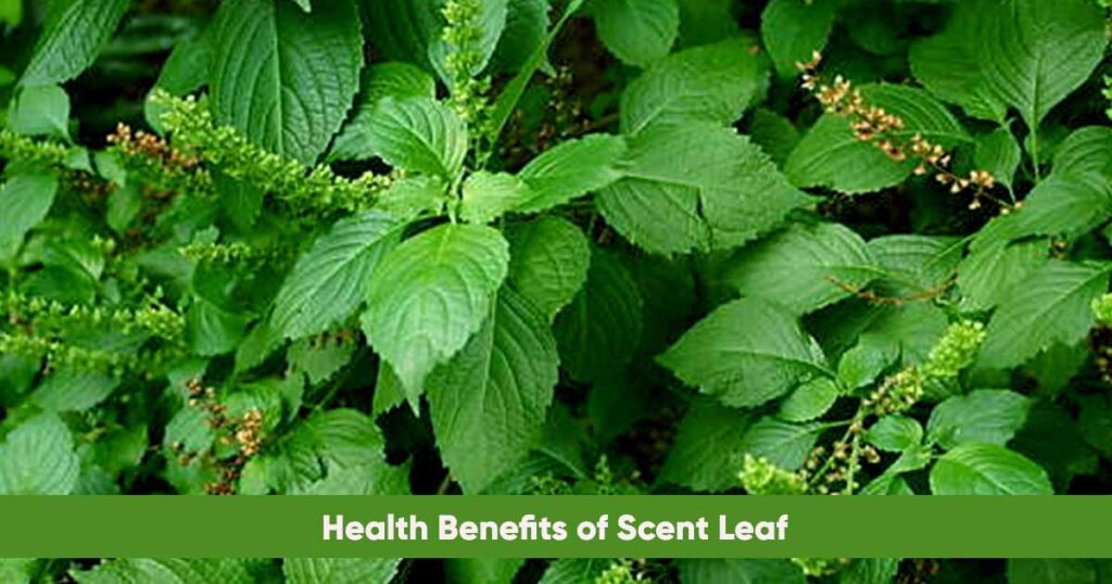 Important Health Benefits of Bitter Leaf (Vernonia amygdalina)
