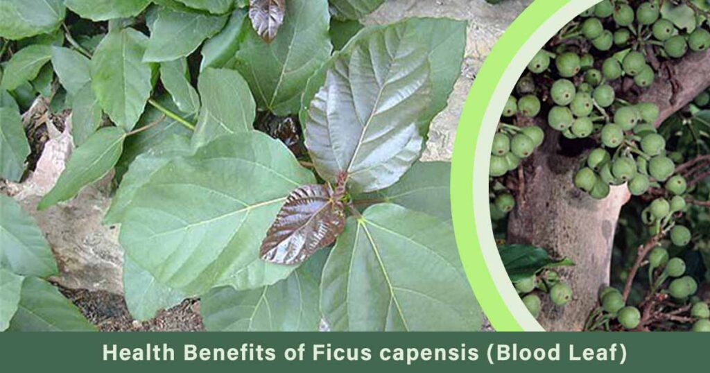 Main Health Benefits of Ficus capensis (Blood Leaf)
