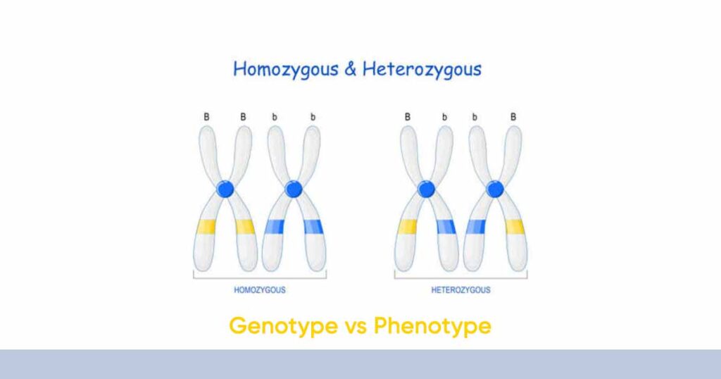 Clear Differences between Genotype and Phenotype
