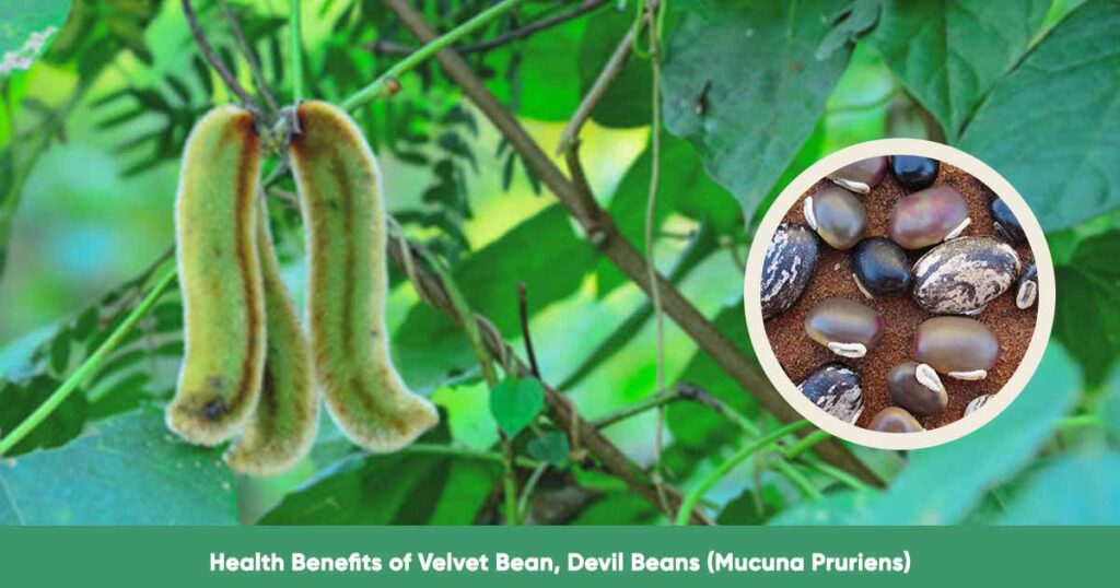 Wonderful Health Benefits of Velvet Bean, Devil Beans (Mucuna Pruriens)