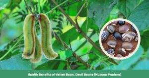 Wonderful Health Benefits of Velvet Bean, Devil Beans (Mucuna Pruriens)