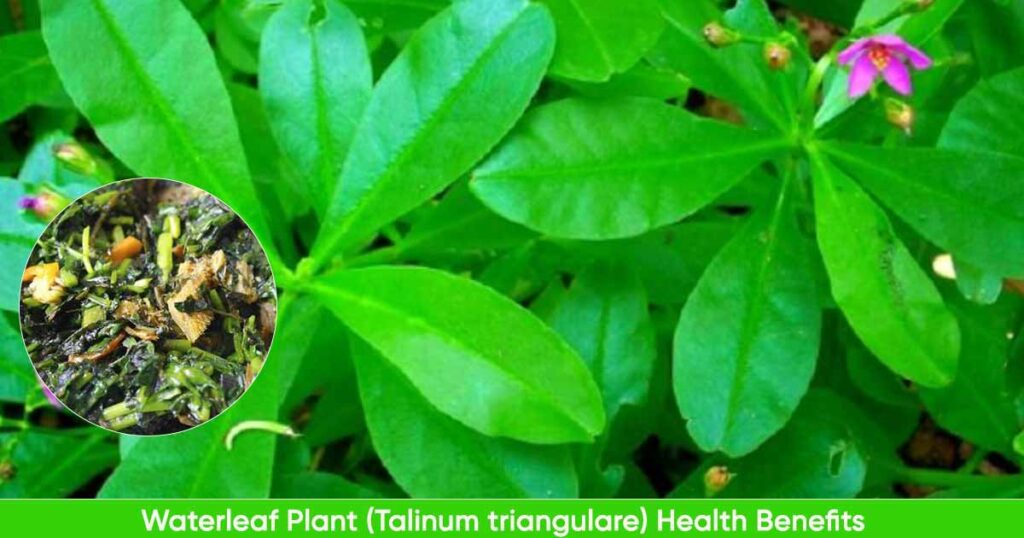 Waterleaf Plant (Talinum triangulare): Main Nutritional and Health Benefits