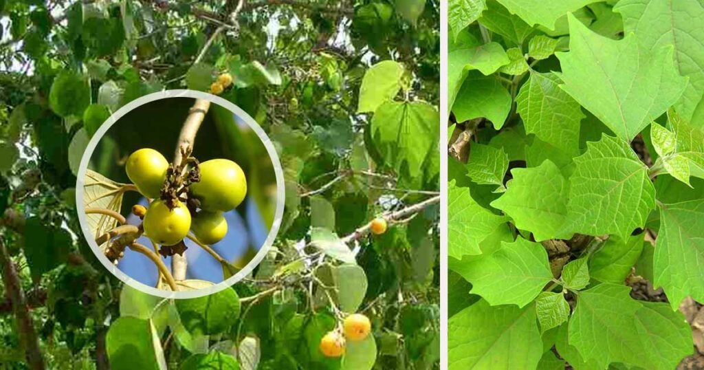 Gmelina arborea (Gmelina): Important Health Benefits