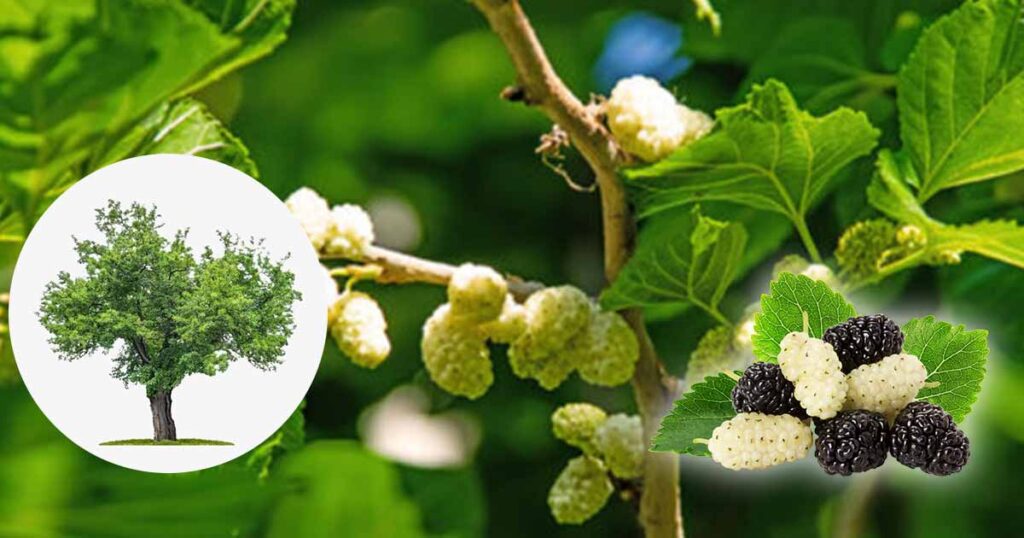 White Mulberry (Morus alba): Major Health Benefits, Side Effects