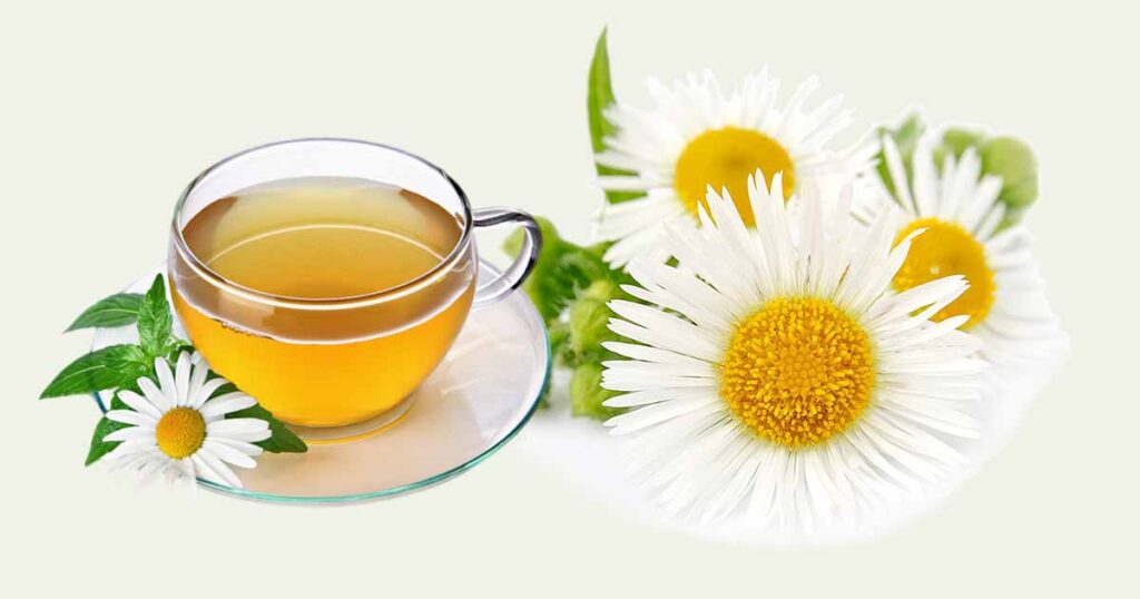 Chamomile Herb, Chamomile Tea: Important Health Benefits, Preparations ...