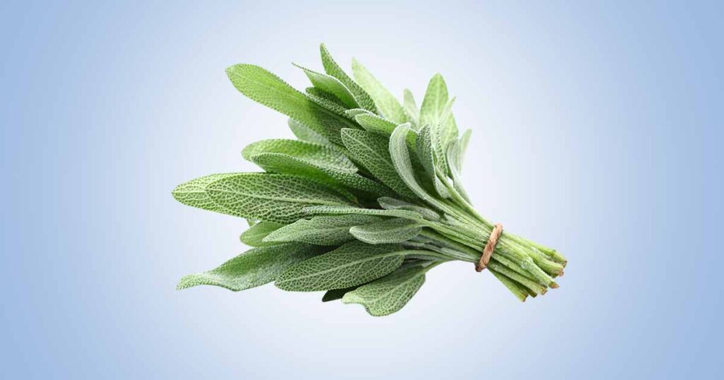 Medicinal benefits of Salvia officinalis