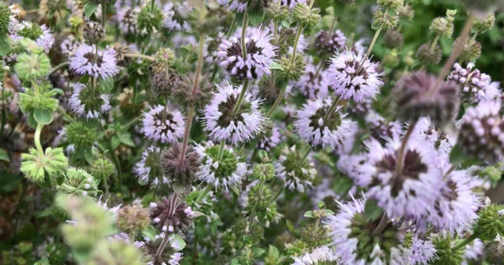 Pennyroyal: Potential Health Benefits, and Dangerous Side Effects