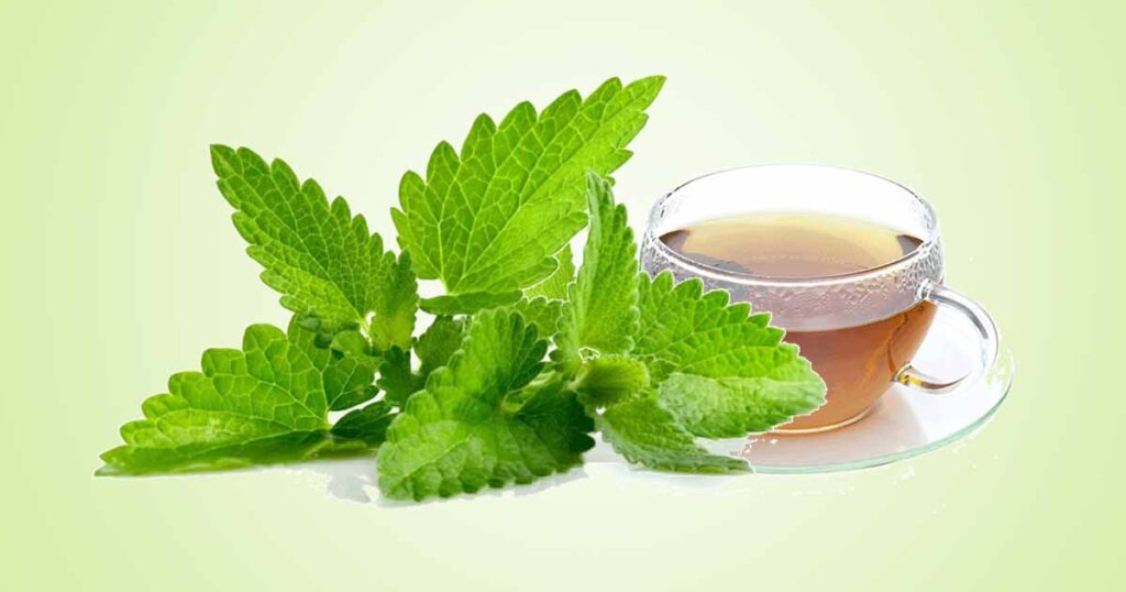 Peppermint(Mentha × piperita): Important Health Benefits of Peppermint ...