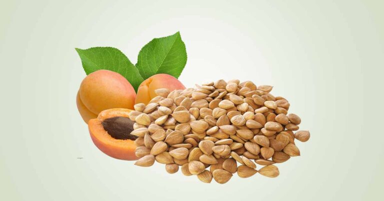Apricot Seed or Kernel: Important Health Benefits.