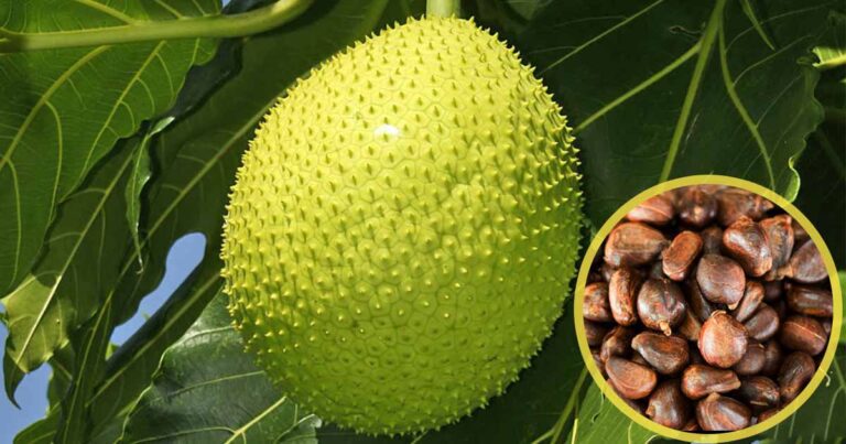 Important Benefits of Breadnut (Artocarpus camansi)