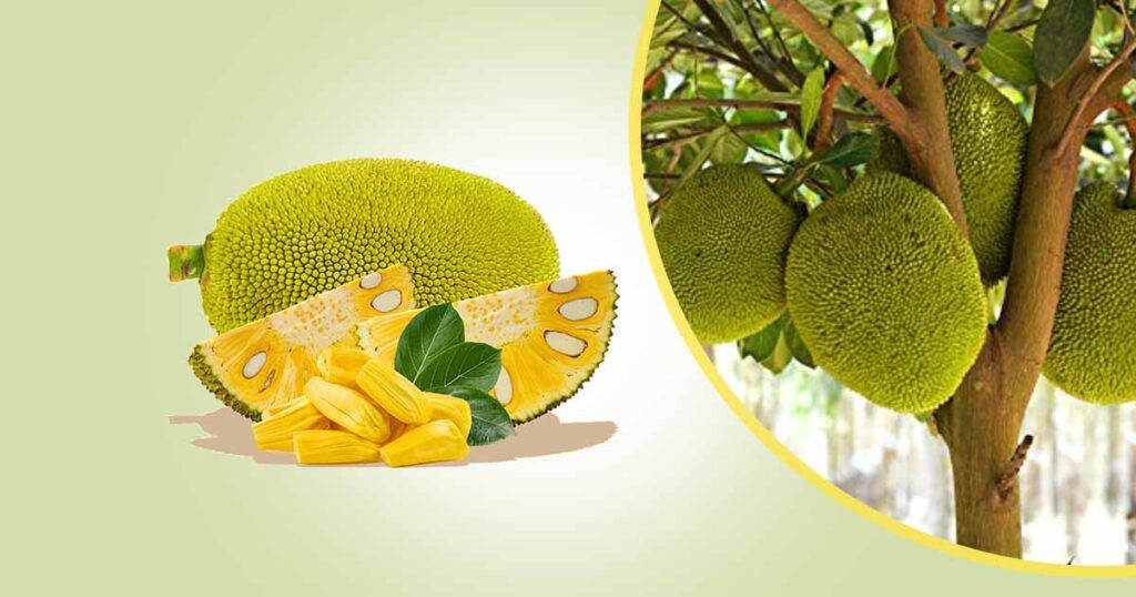 Jackfruit: Tremendous Nutritional and Health Benefits
