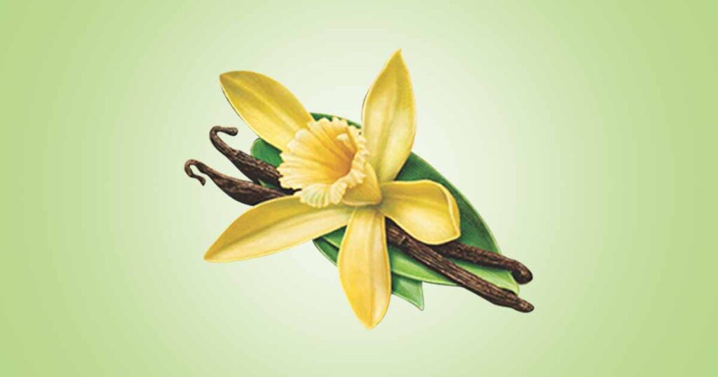 Vanilla: Important Medicinal Benefits of Vanilla Beans, Essential Oils