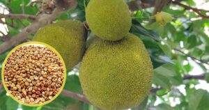 Nutritional and Health Benefits of African Breadfruit (Treculia ...