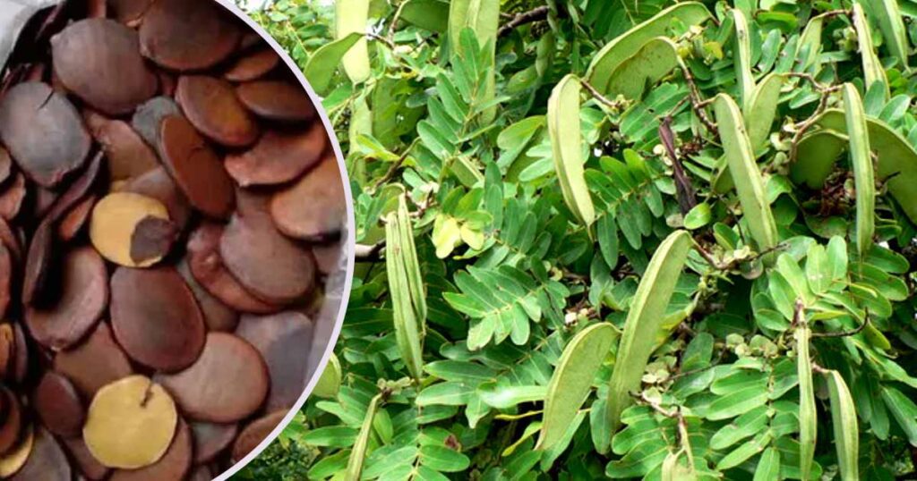Achi seed (Brachystegia eurycoma): Important Nutritional and Health ...