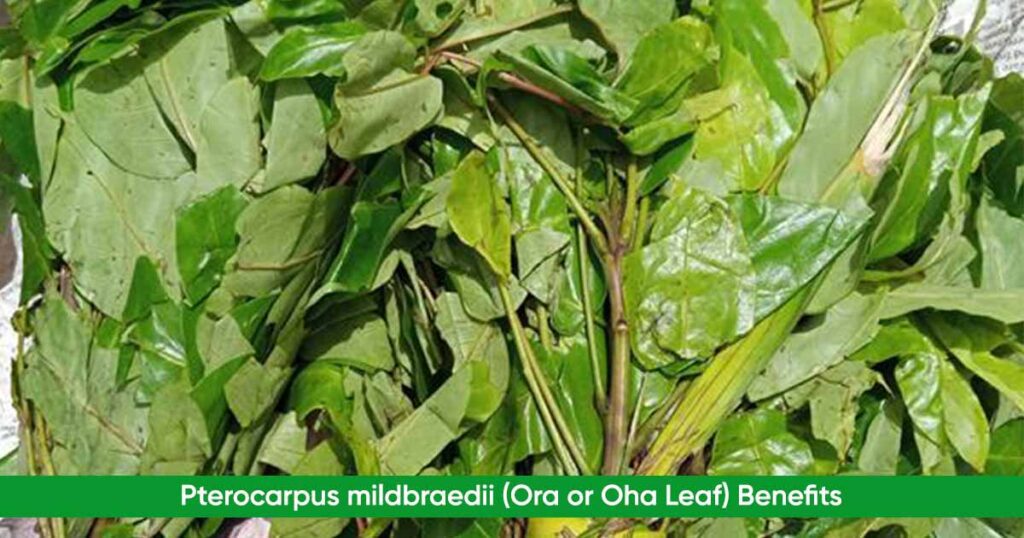 Ora or Oha Leaf (Pterocarpus mildbraedii): Important Nutritional and ...