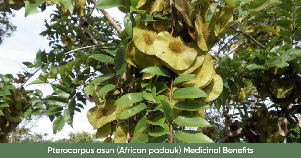 Pterocarpus osun (African padauk): Important Medicinal Benefits