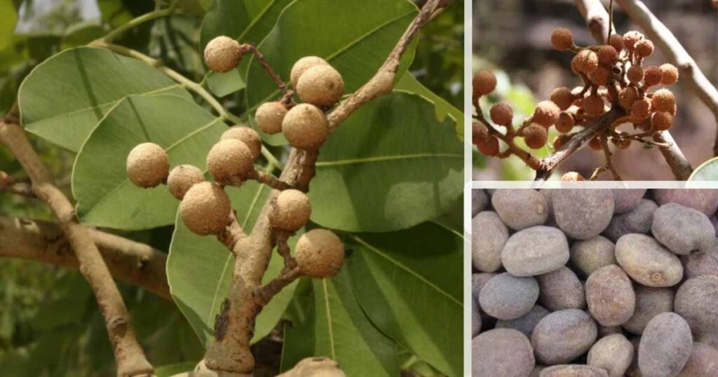 Sweet Detar (Detarium microcarpum): Exciting Nutritional and Health ...